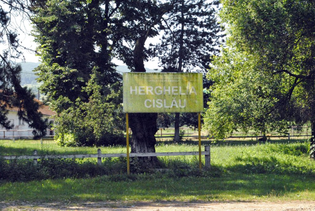 Herghelia Cislau - Portret de calatorie